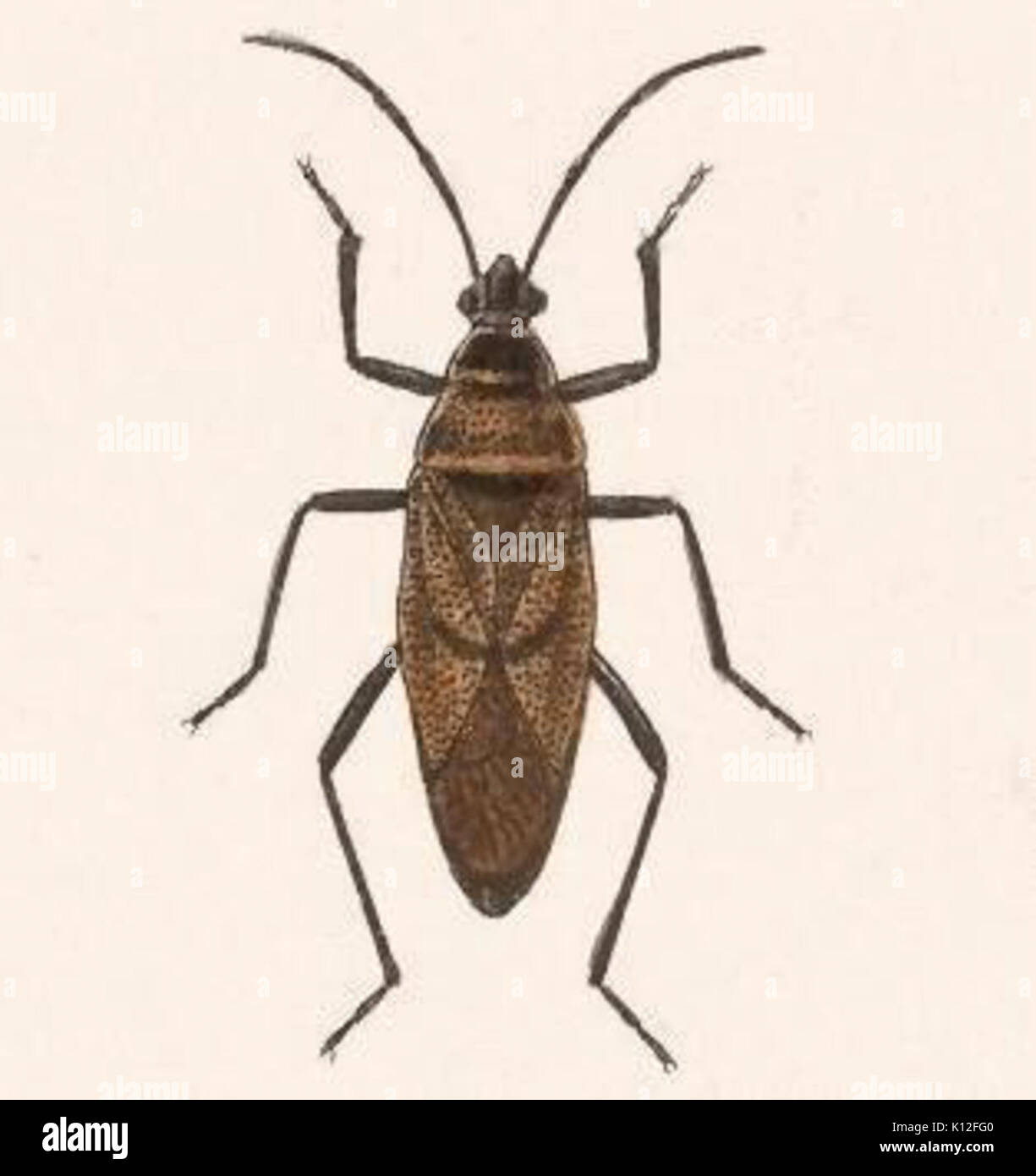 Largus cinctus hi-res stock photography and images - Alamy