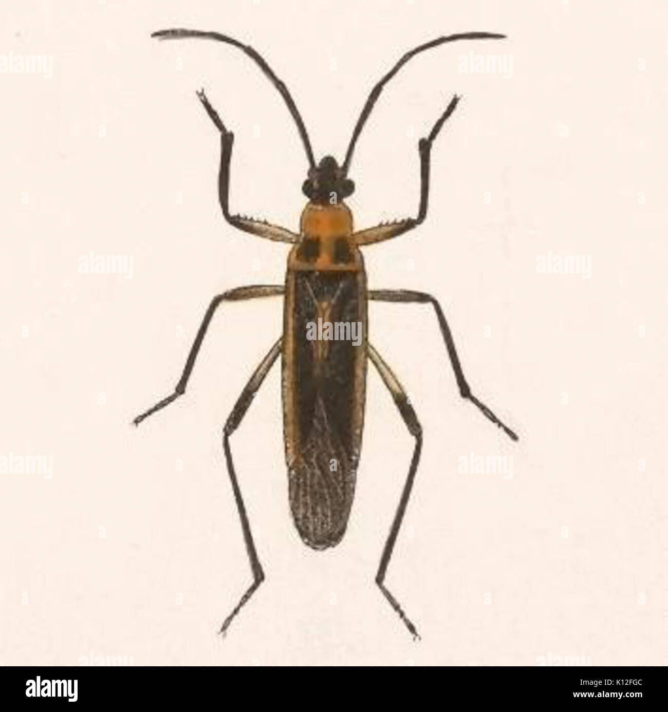 Biologia Centrali Americana Stenomacra marginella Stock Photo - Alamy