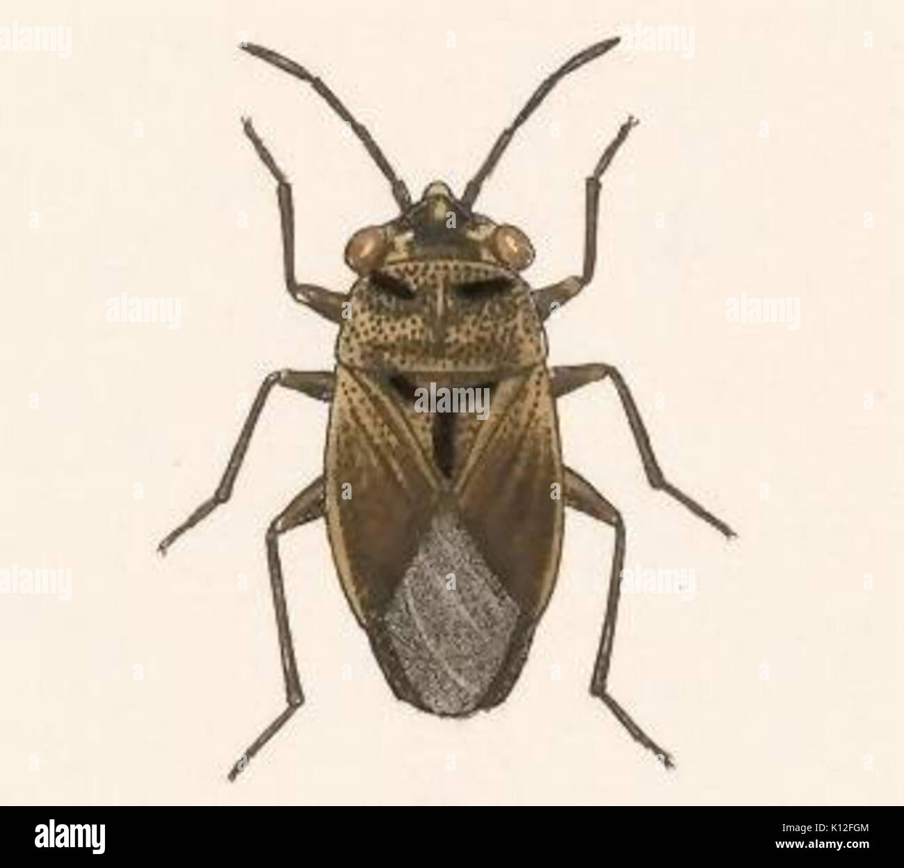 Geocoris hi-res stock photography and images - Alamy