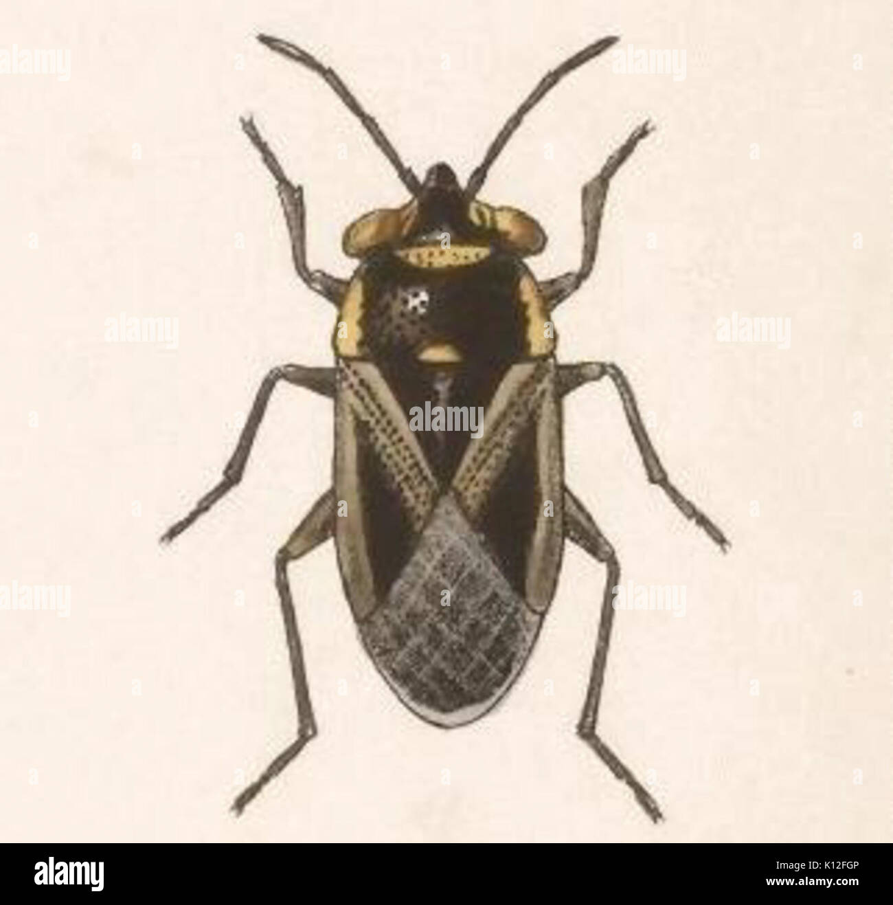 Geocoris hi-res stock photography and images - Alamy