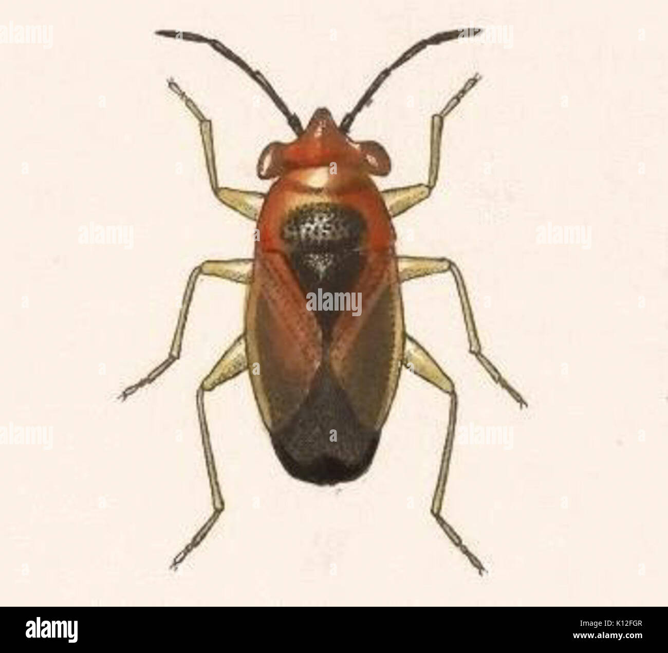 Geocoris hi-res stock photography and images - Alamy