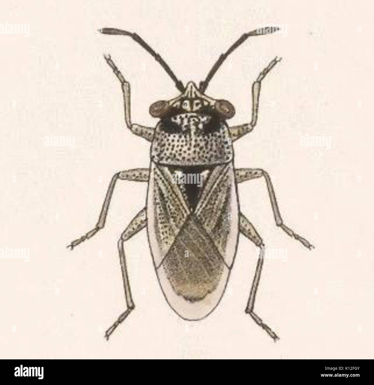 Biologia Centrali Americana Geocorus punctipes Stock Photo - Alamy