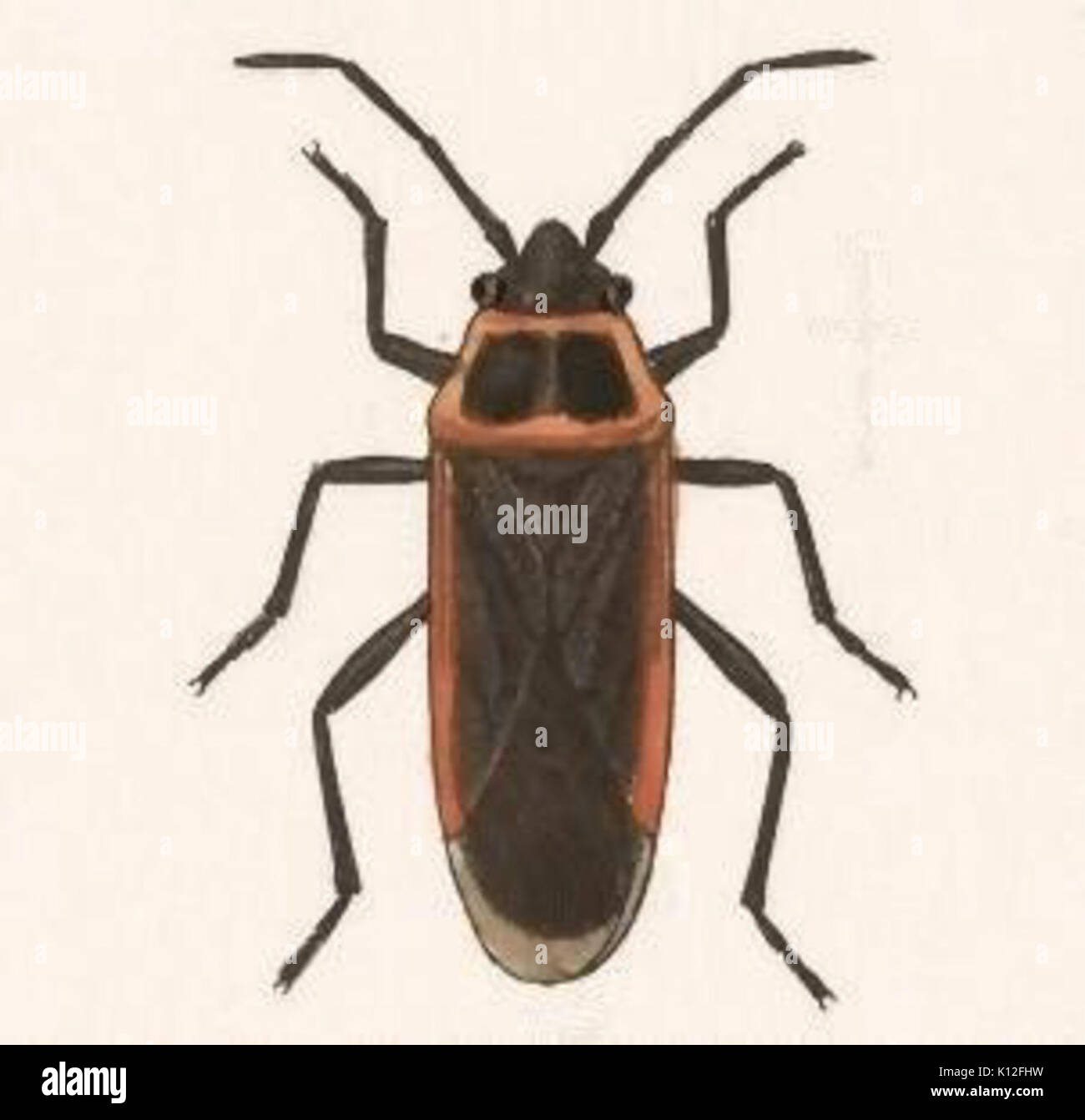 Biologia Centrali Americana Acroleucus brevicollis Stock Photo - Alamy