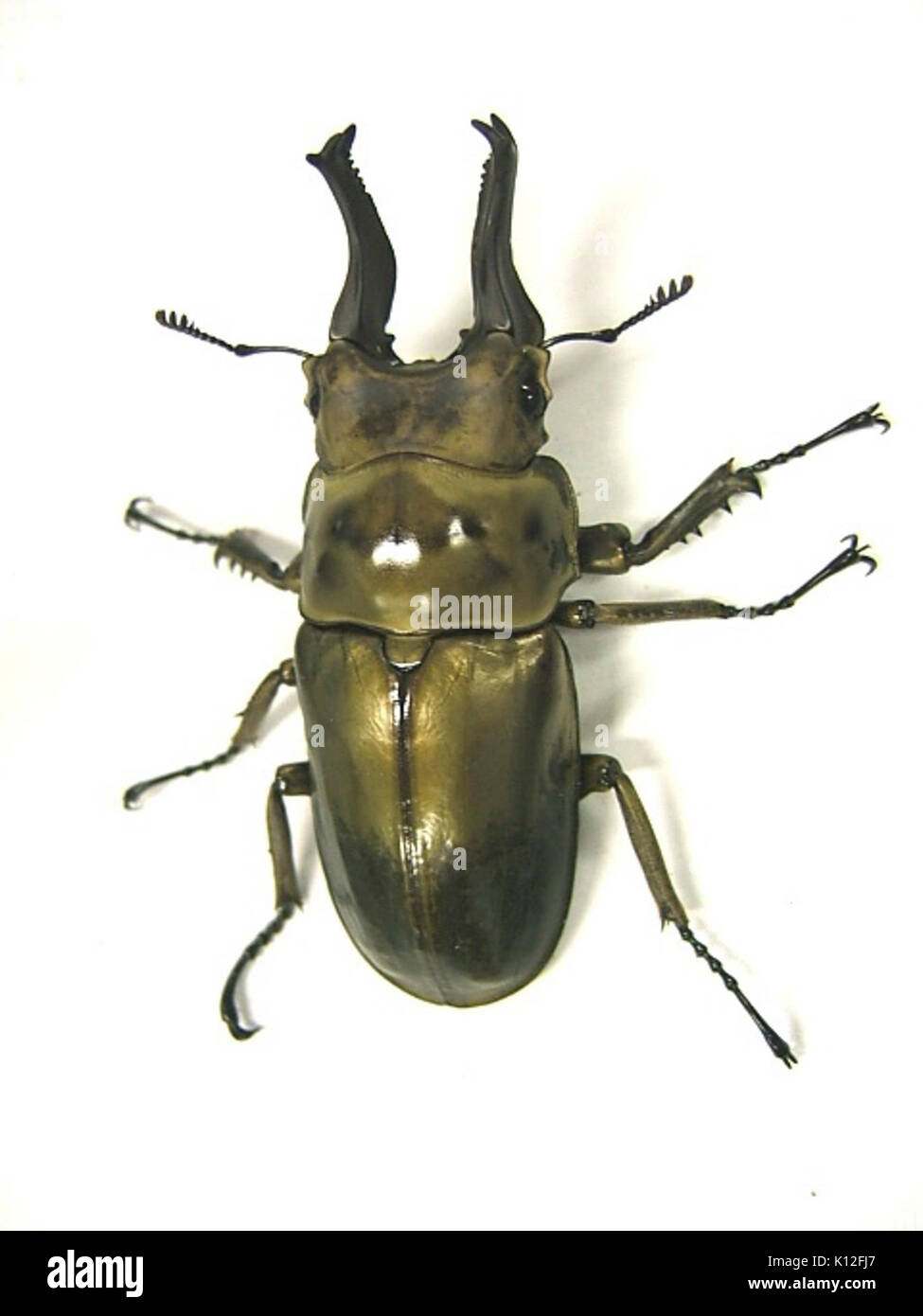 Allotopus rosenbergi 2 Stock Photo - Alamy