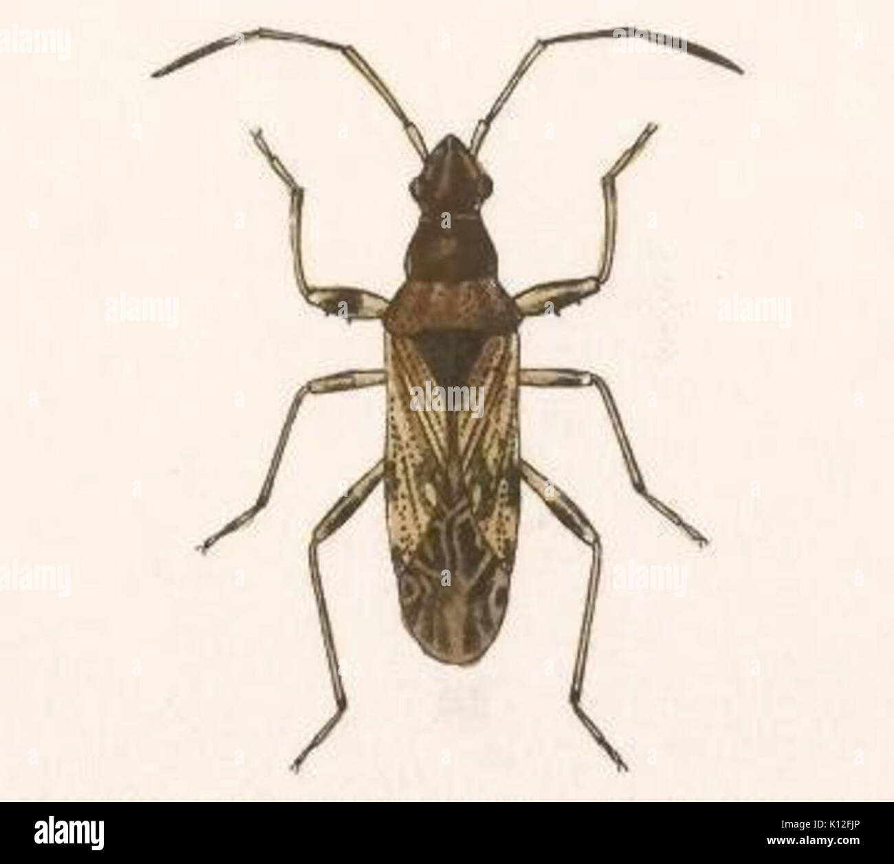 Bilobata hi-res stock photography and images - Alamy