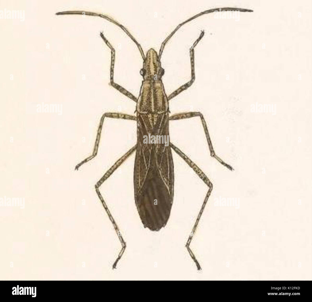 Biologia Centrali Americana Cydamus borealis Stock Photo - Alamy