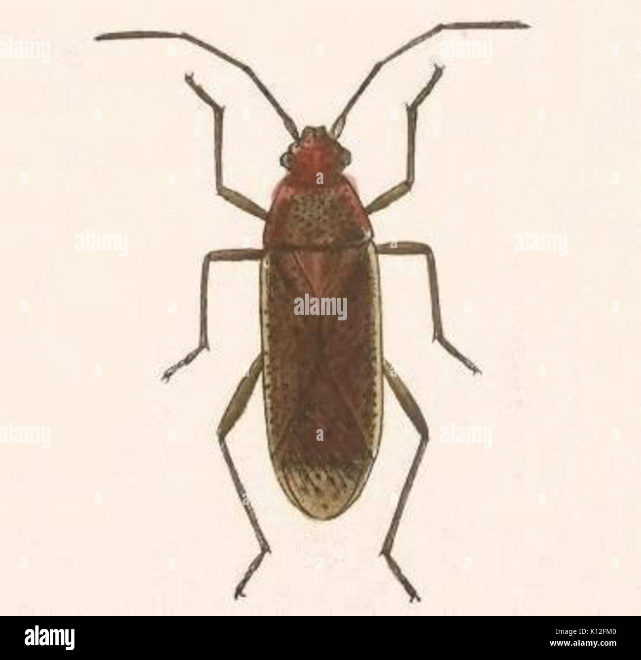 Biologia Centrali Americana Jadera aeola Stock Photo - Alamy