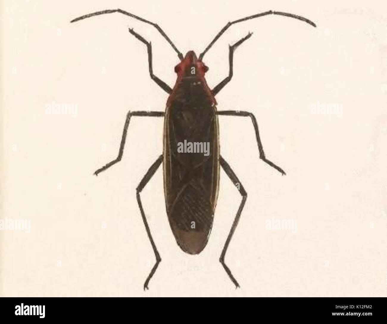 Biologia Centrali Americana Jadera lateralis Stock Photo - Alamy