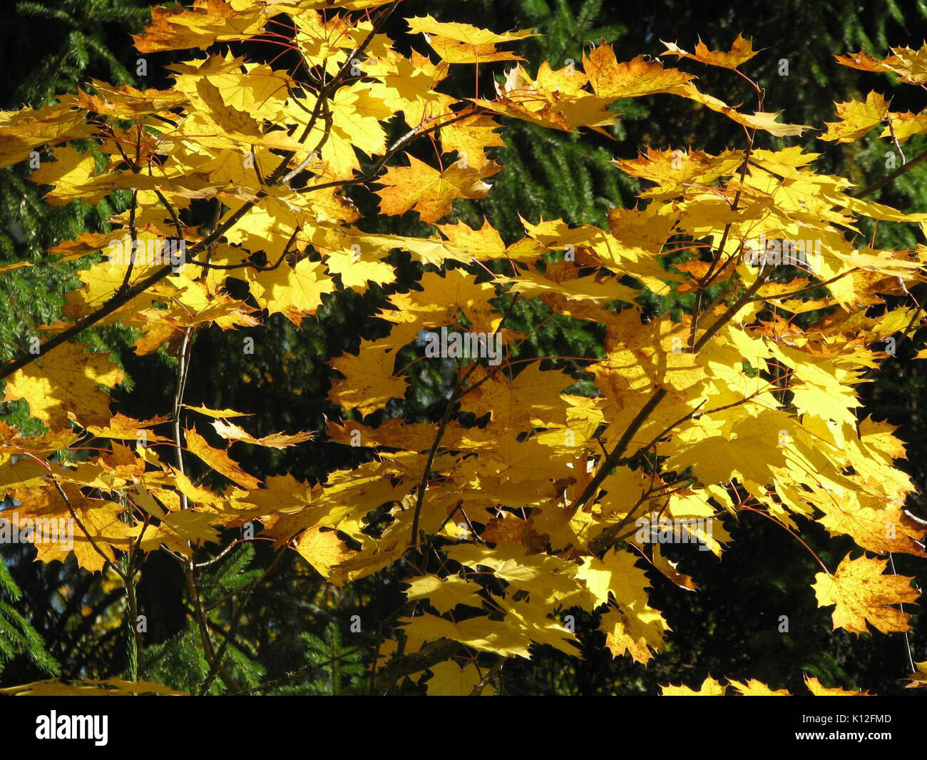Acer platanoides garden hi-res stock photography and images - Alamy