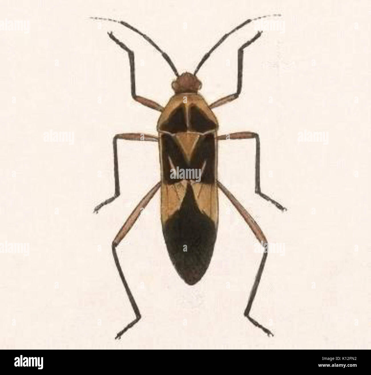 Concinnus hi-res stock photography and images - Alamy