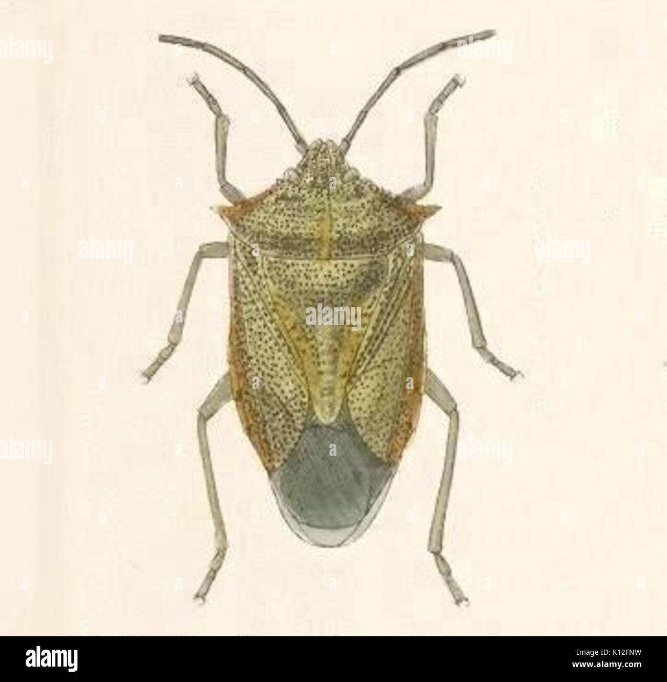 Biologia Centrali Americana Chlorocoris irroratus Stock Photo - Alamy