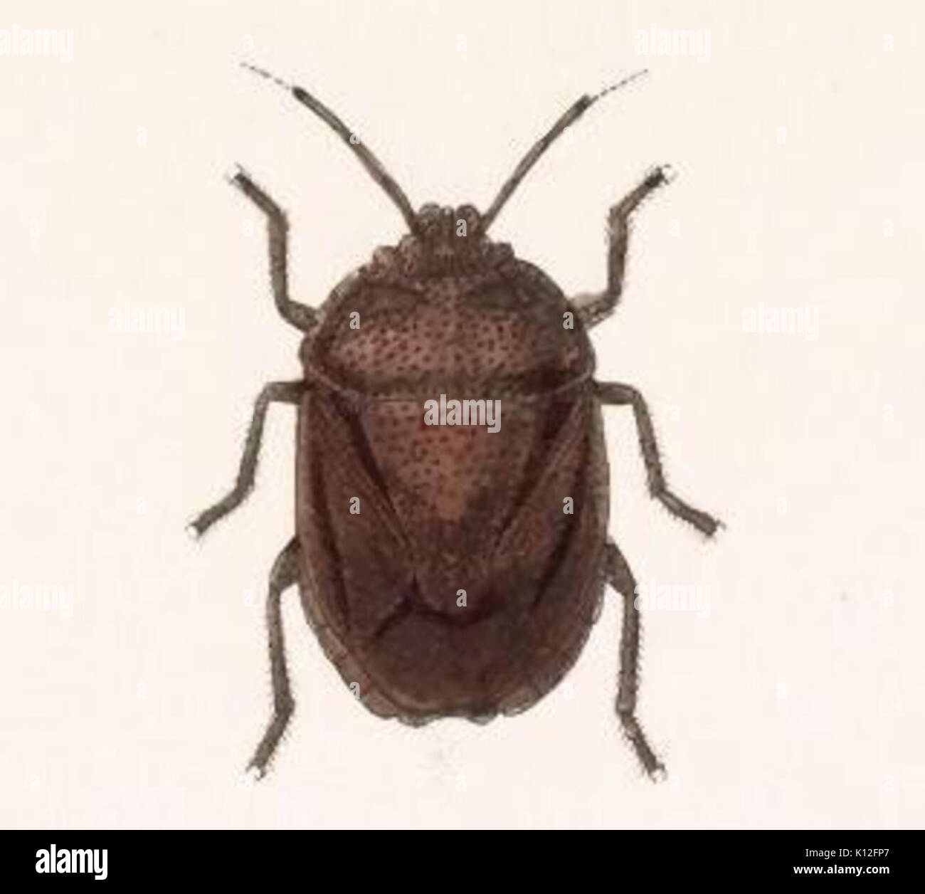 Phineus hi-res stock photography and images - Alamy