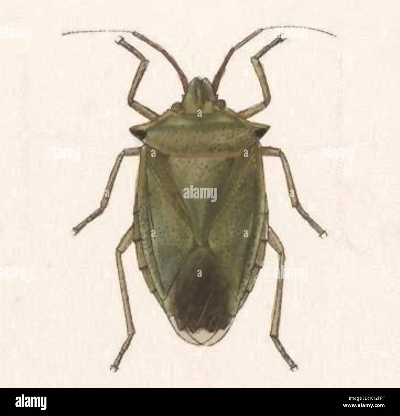 Biologia Centrali Americana Chlorocoris aberrans Stock Photo - Alamy