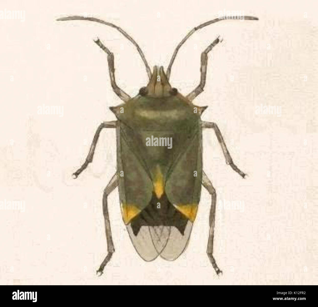 Loxa hi-res stock photography and images - Alamy