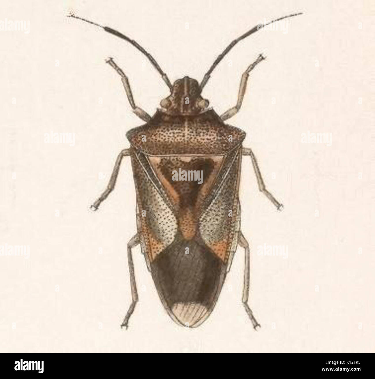 Biologia Centrali Americana Mormidea angustata Stock Photo - Alamy