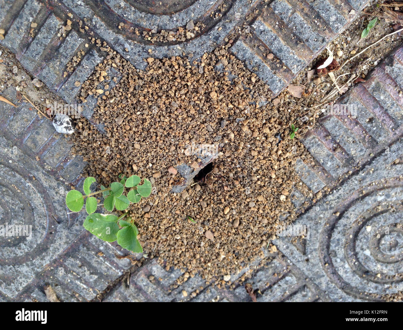 Anthill drawing hi-res stock photography and images - Alamy