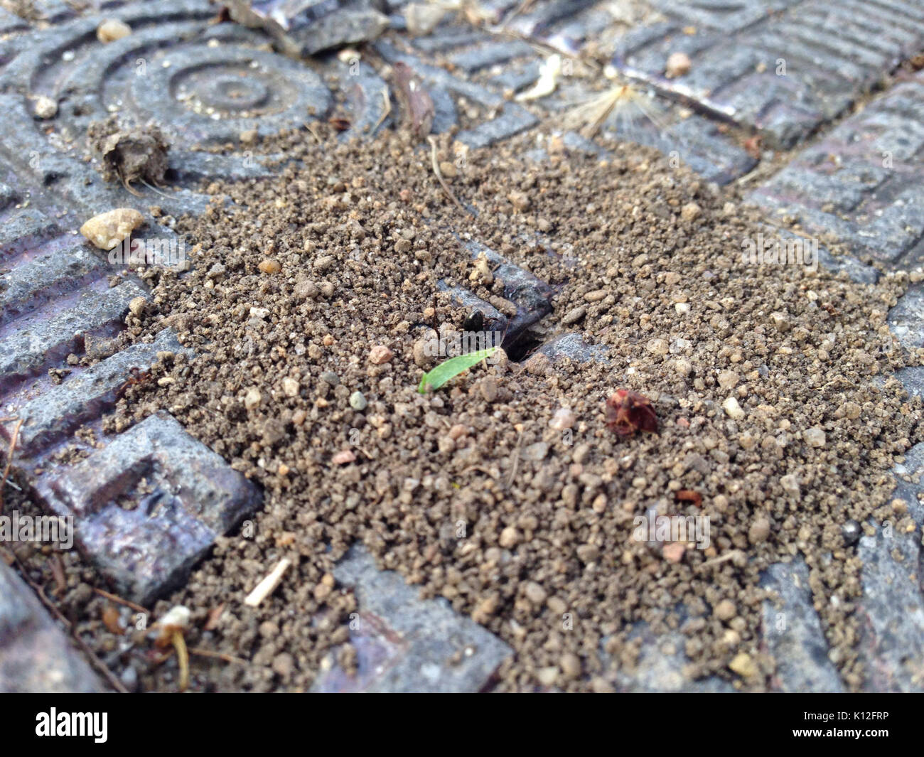 Anthill drawing hi-res stock photography and images - Alamy