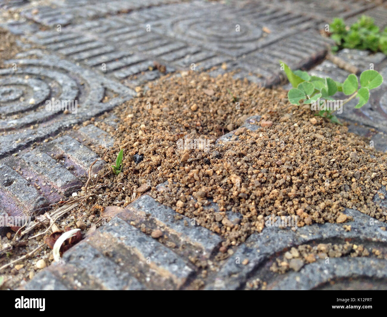 Anthill drawing hi-res stock photography and images - Alamy