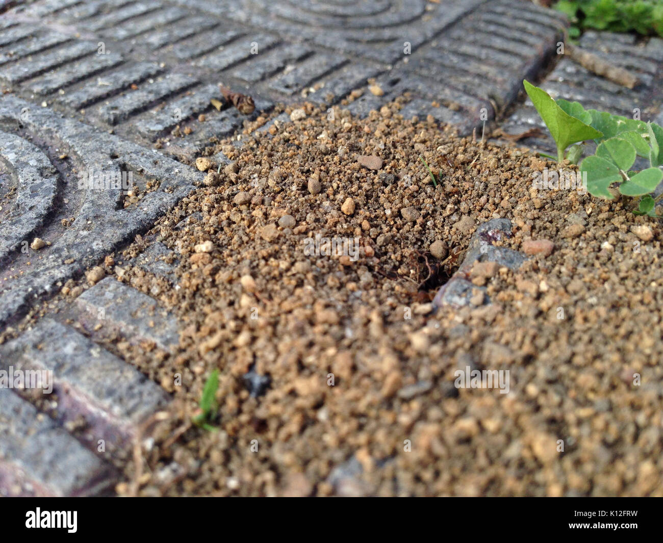 Anthill drawing hi-res stock photography and images - Alamy