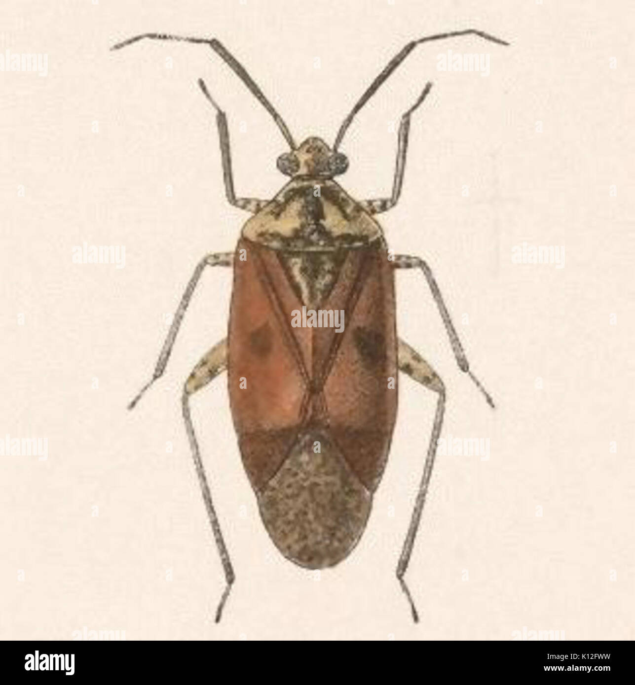 Biologia Centrali Americana Calocorisca antennata Stock Photo - Alamy