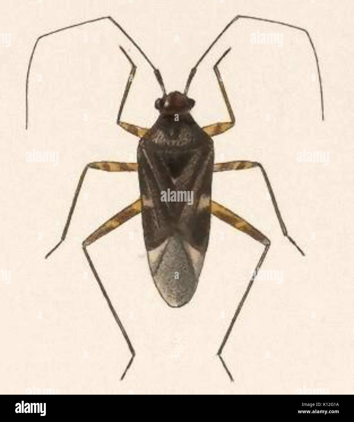 Stygius hi-res stock photography and images - Alamy