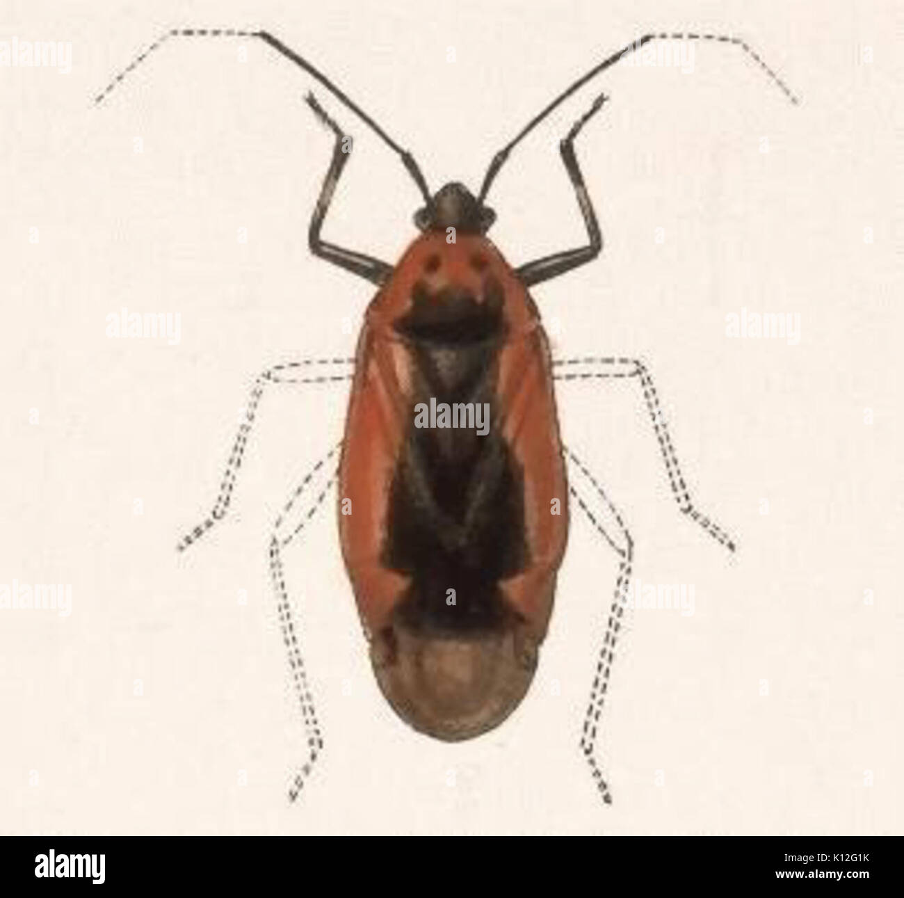 Central america insects hi-res stock photography and images - Alamy