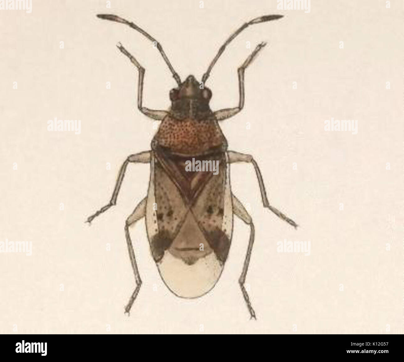 Godmani hi-res stock photography and images - Alamy