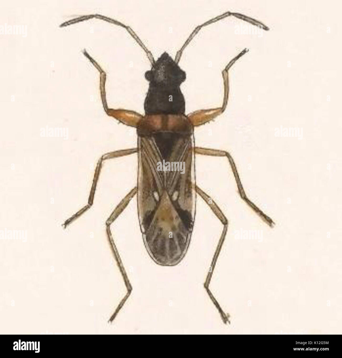 Biologia Centrali Americana Pamera parvula Stock Photo - Alamy