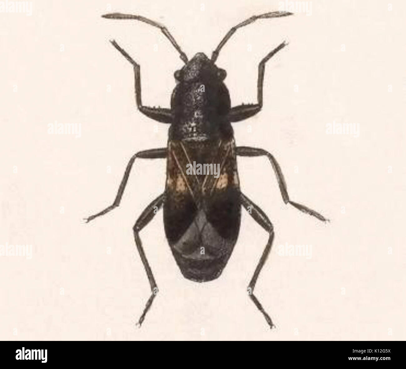 Plenus hi-res stock photography and images - Alamy