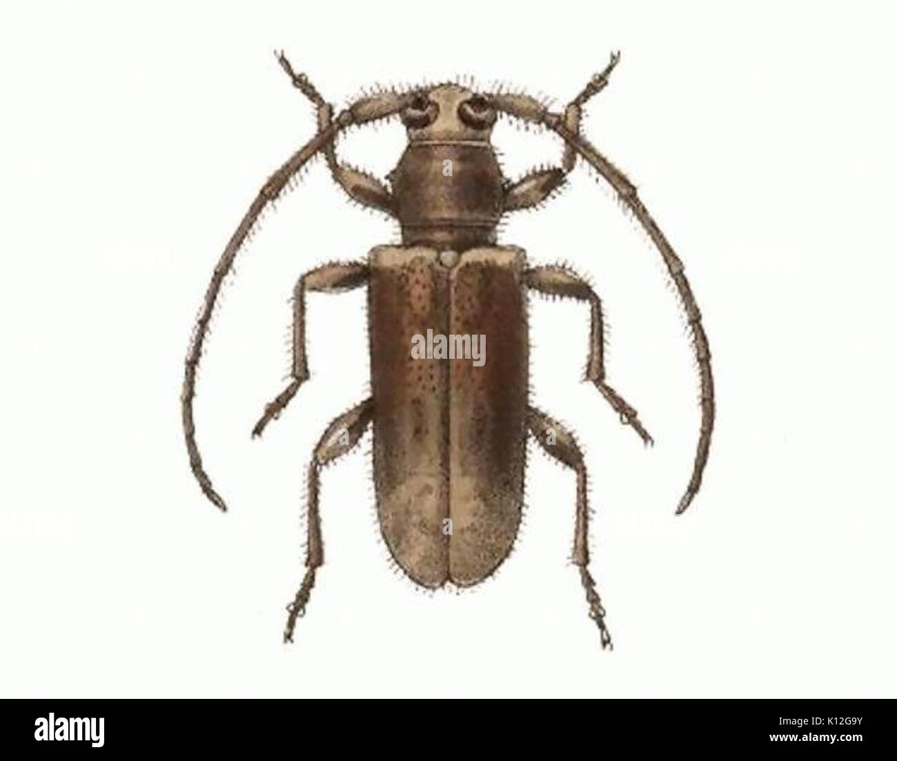 Subaeneus hi-res stock photography and images - Alamy