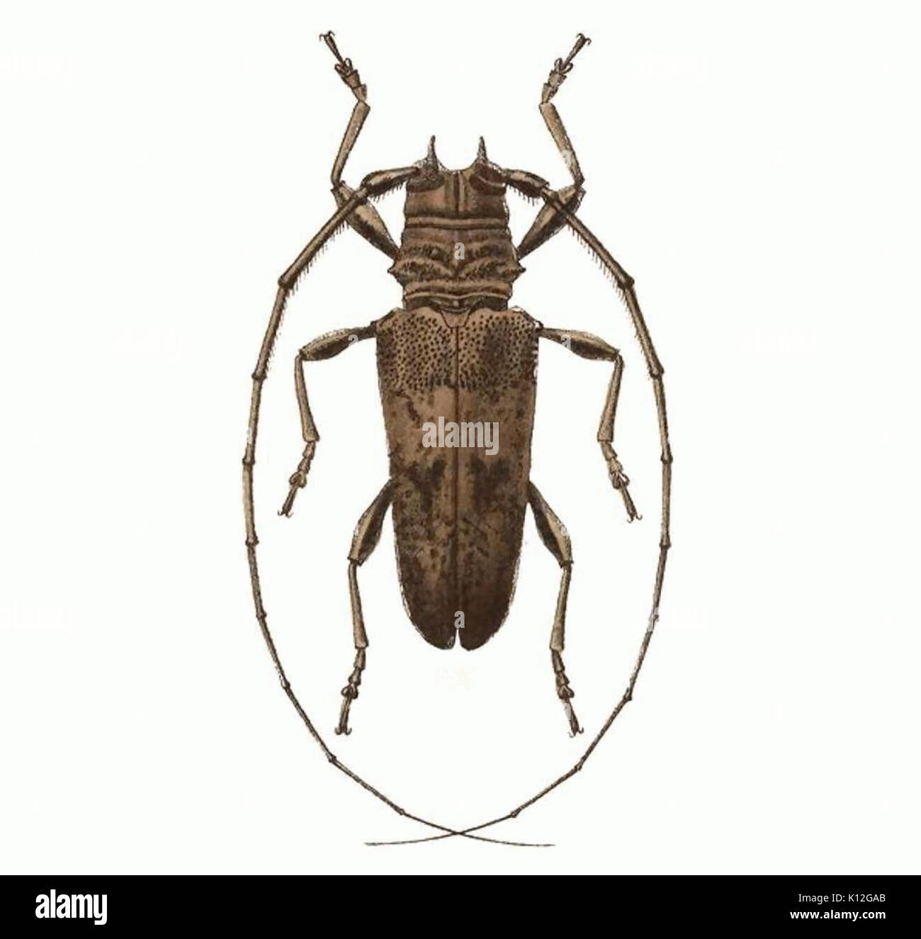 Biologia Centrali Americana Tybalmia caeca Stock Photo - Alamy