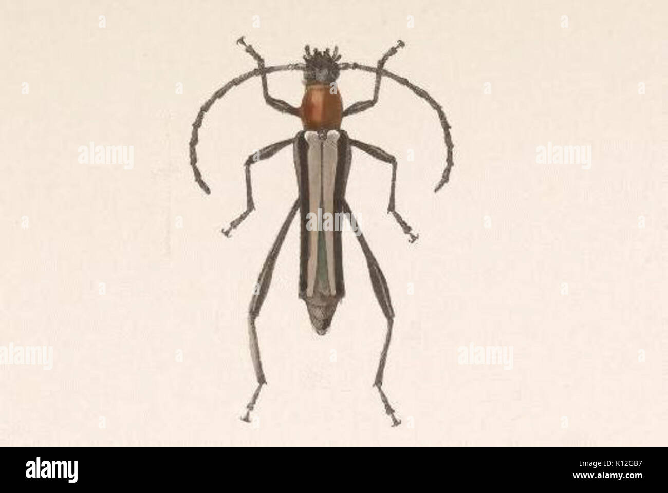 Ommata hi-res stock photography and images - Alamy