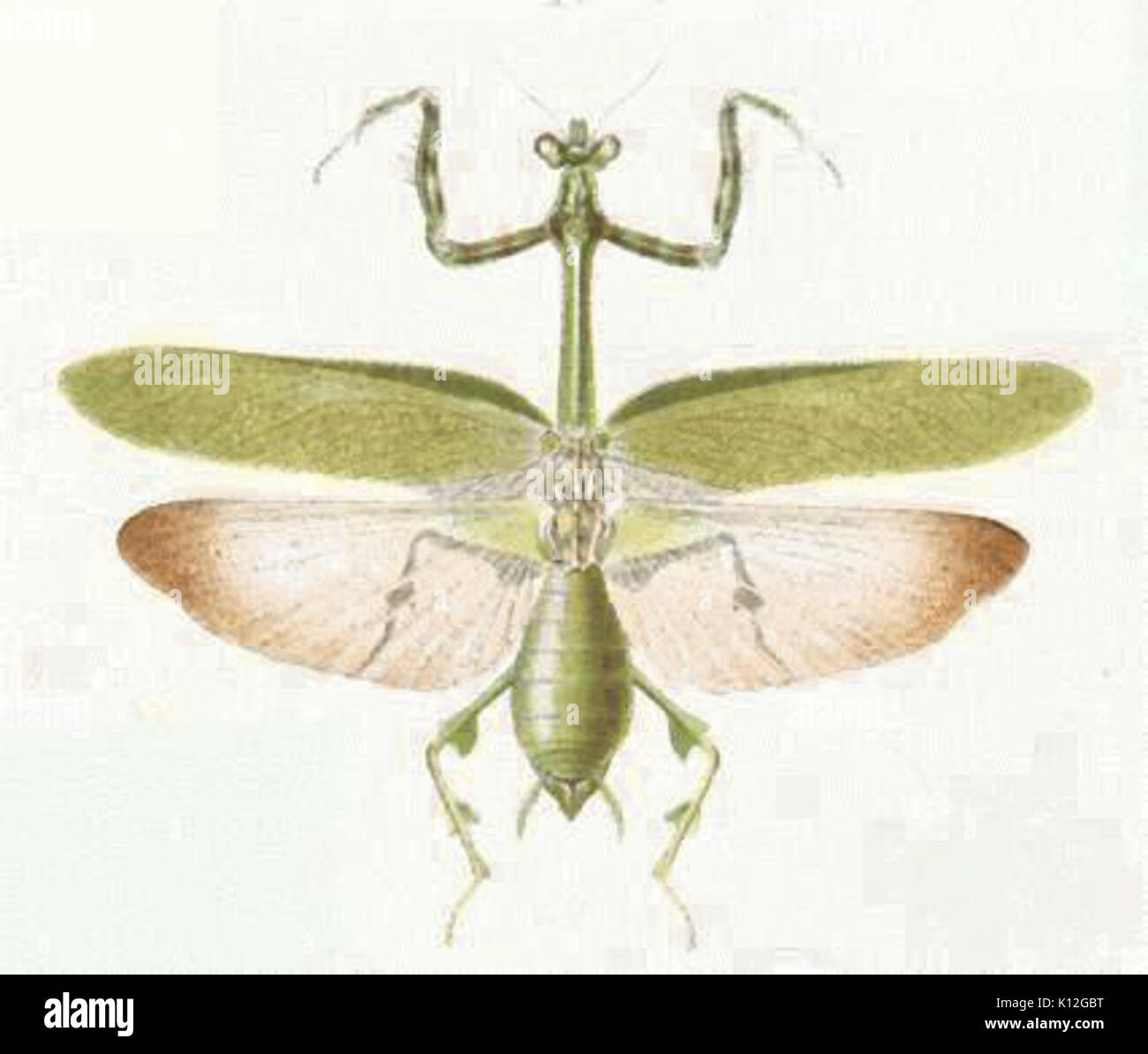 Vates hi-res stock photography and images - Alamy