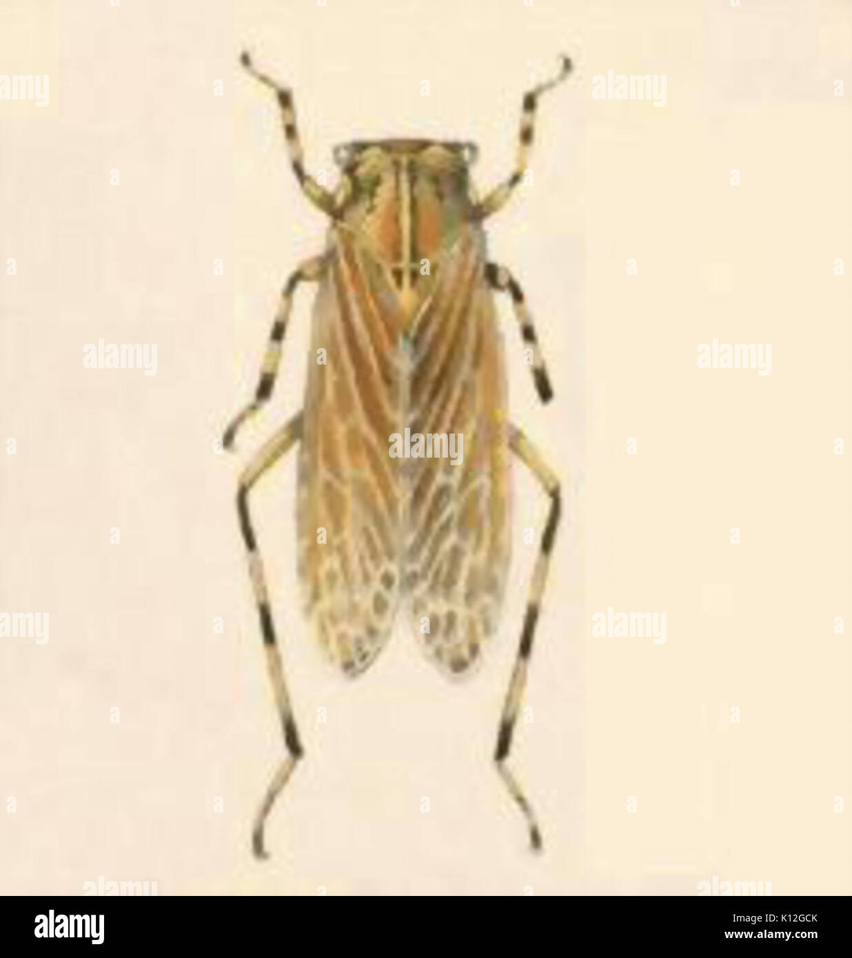Biologia Centrali Americana Aethalion reticulatum vitticolle Stock ...