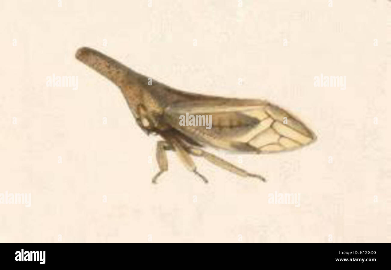 Biologia Centrali Americana Lycoderes serraticornis Stock Photo - Alamy