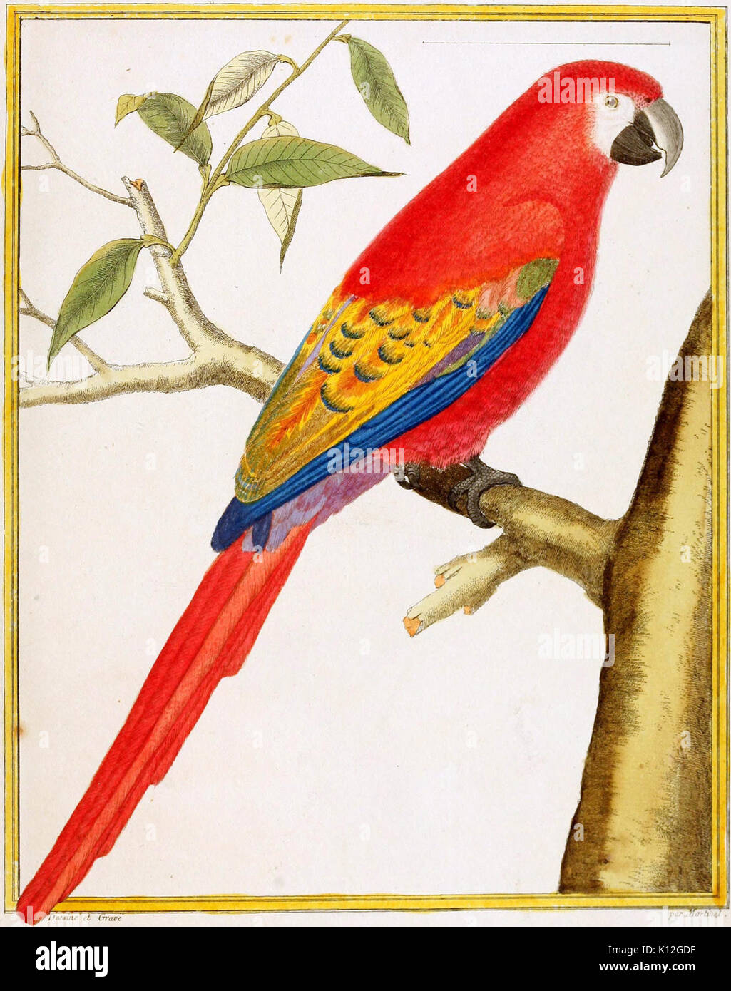 Ara rouge hi-res stock photography and images - Alamy