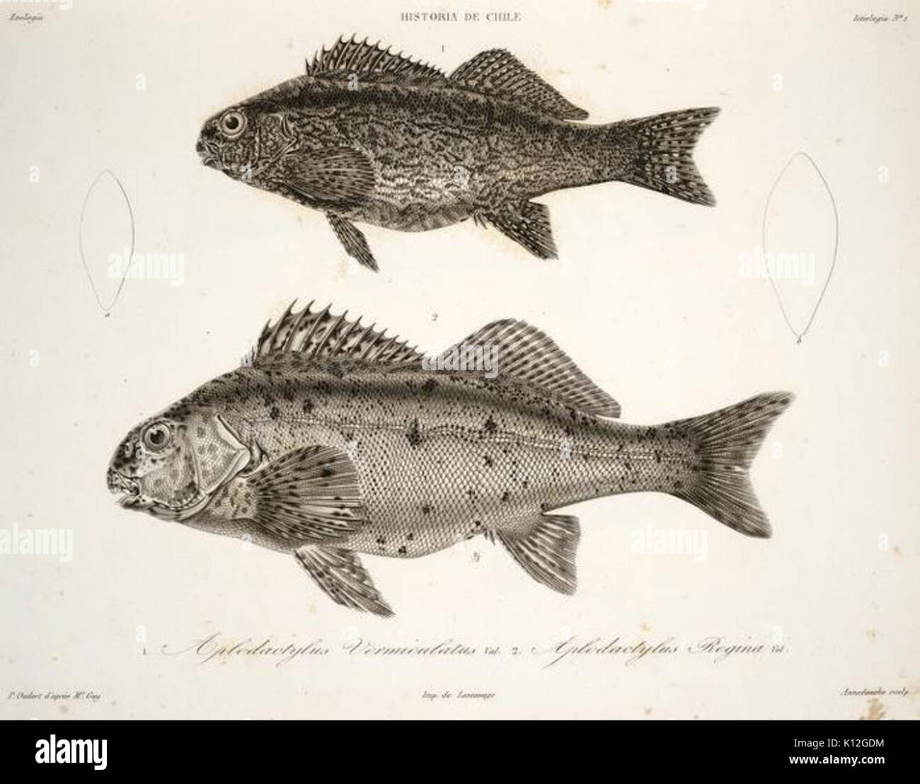 Aplodactylus punctatus hi-res stock photography and images - Alamy