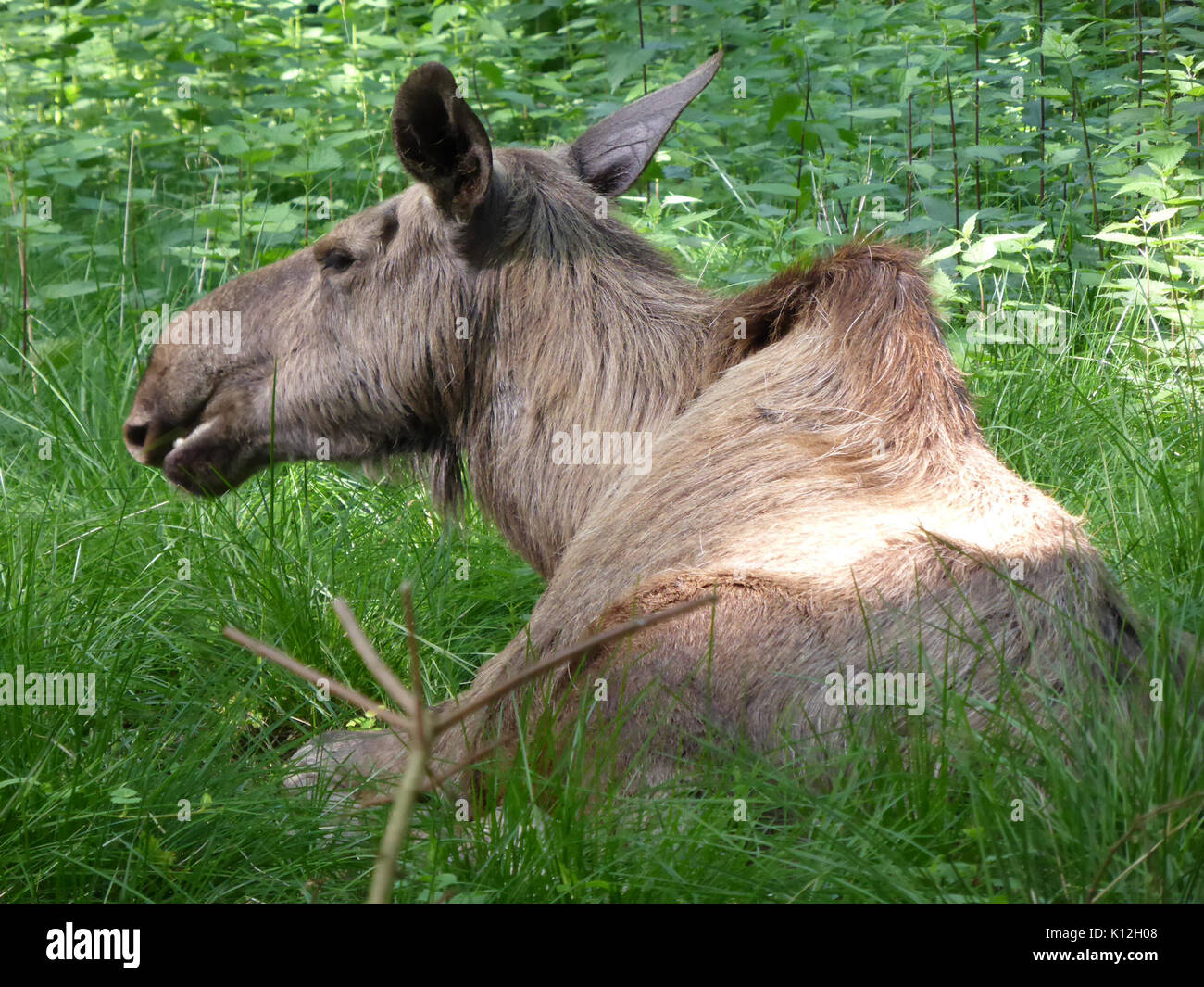 Alces alces 2 Stock Photo - Alamy