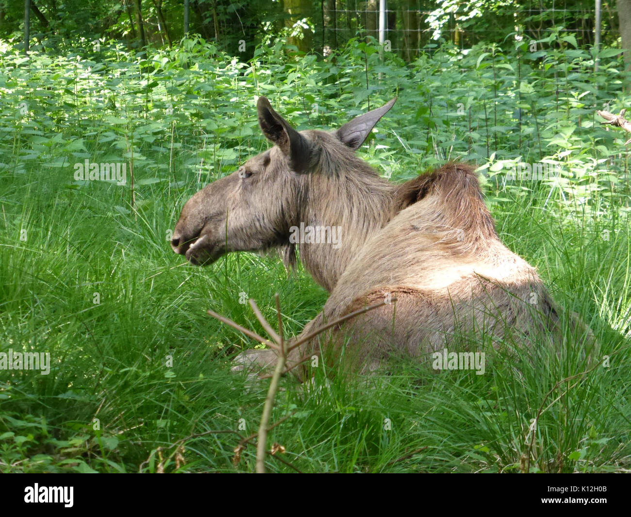 Alces alces 4 Stock Photo - Alamy
