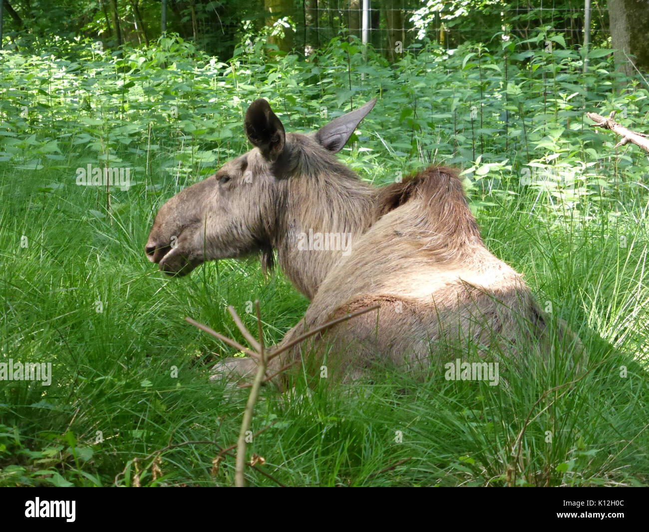 Alces alces 5 Stock Photo - Alamy