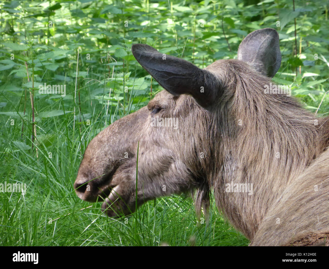 Alces alces Head 2 Stock Photo - Alamy