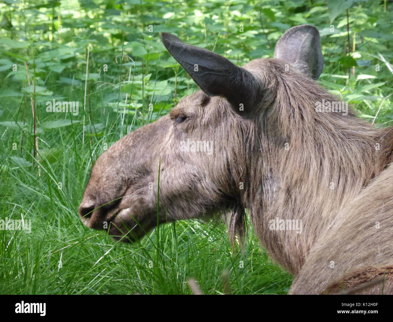 Mammal head study hi-res stock photography and images - Alamy