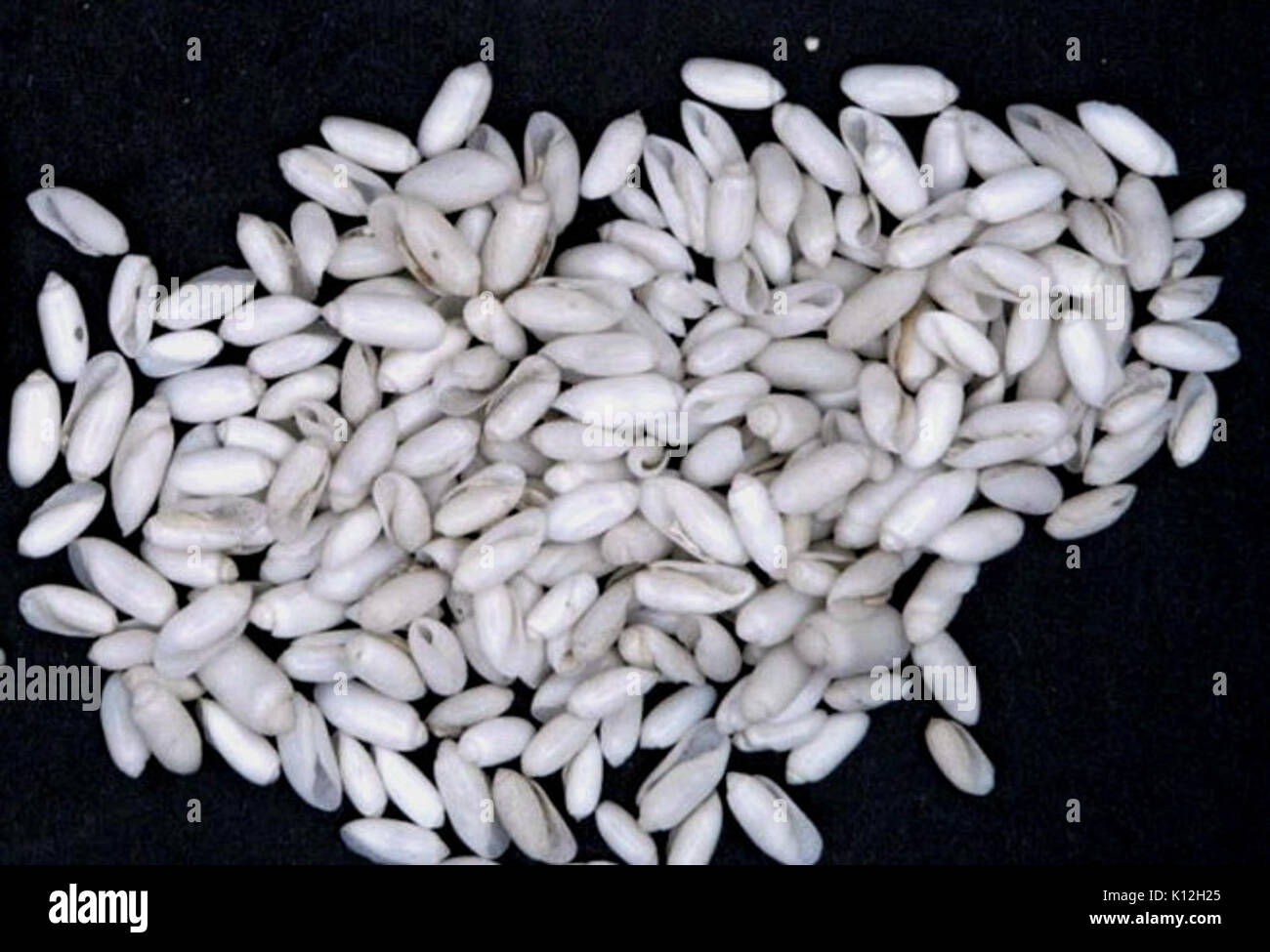 Acteocina bullata 001 Stock Photo - Alamy