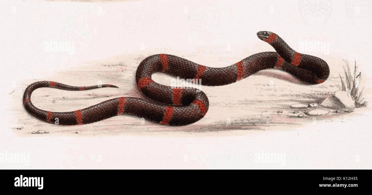 Biologia Centrali Americana Tropidodipsas fasciata Stock Photo - Alamy