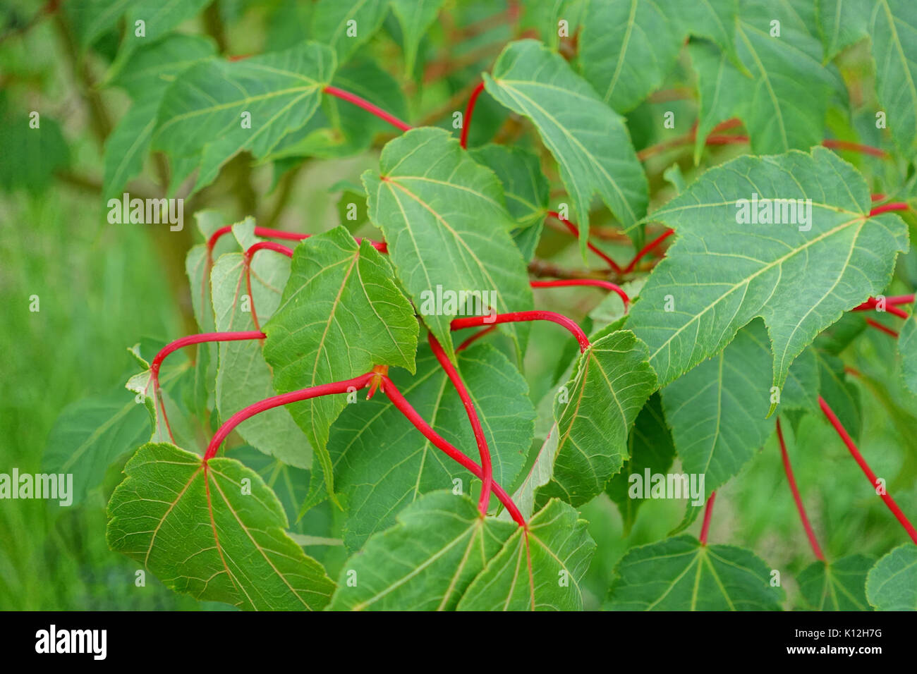 Acer forrestii hi-res stock photography and images - Alamy