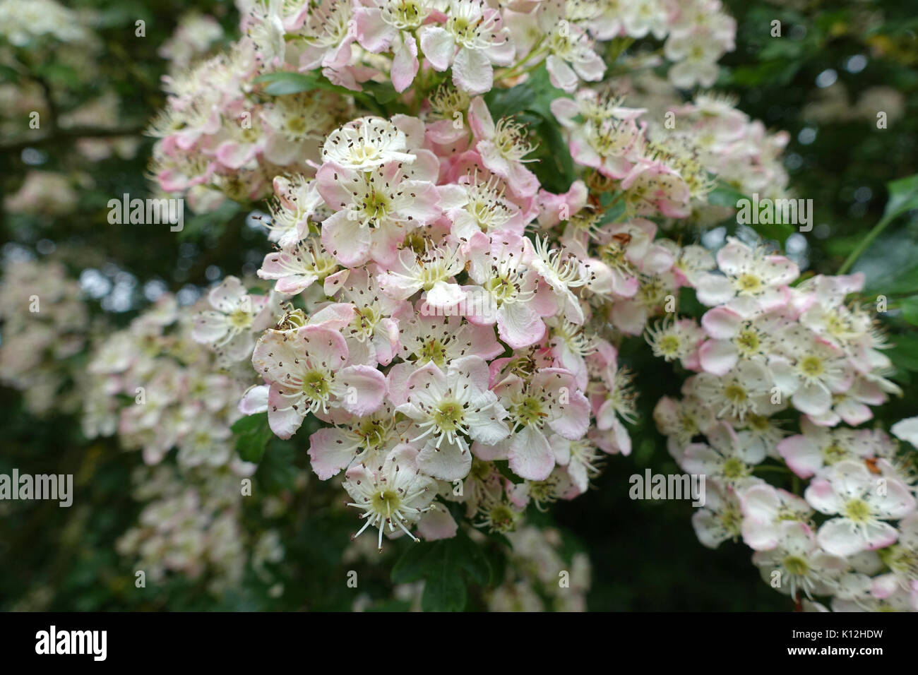 Apple blossoms Fountains Abbey North Yorkshire, England DSC00507 Stock ...