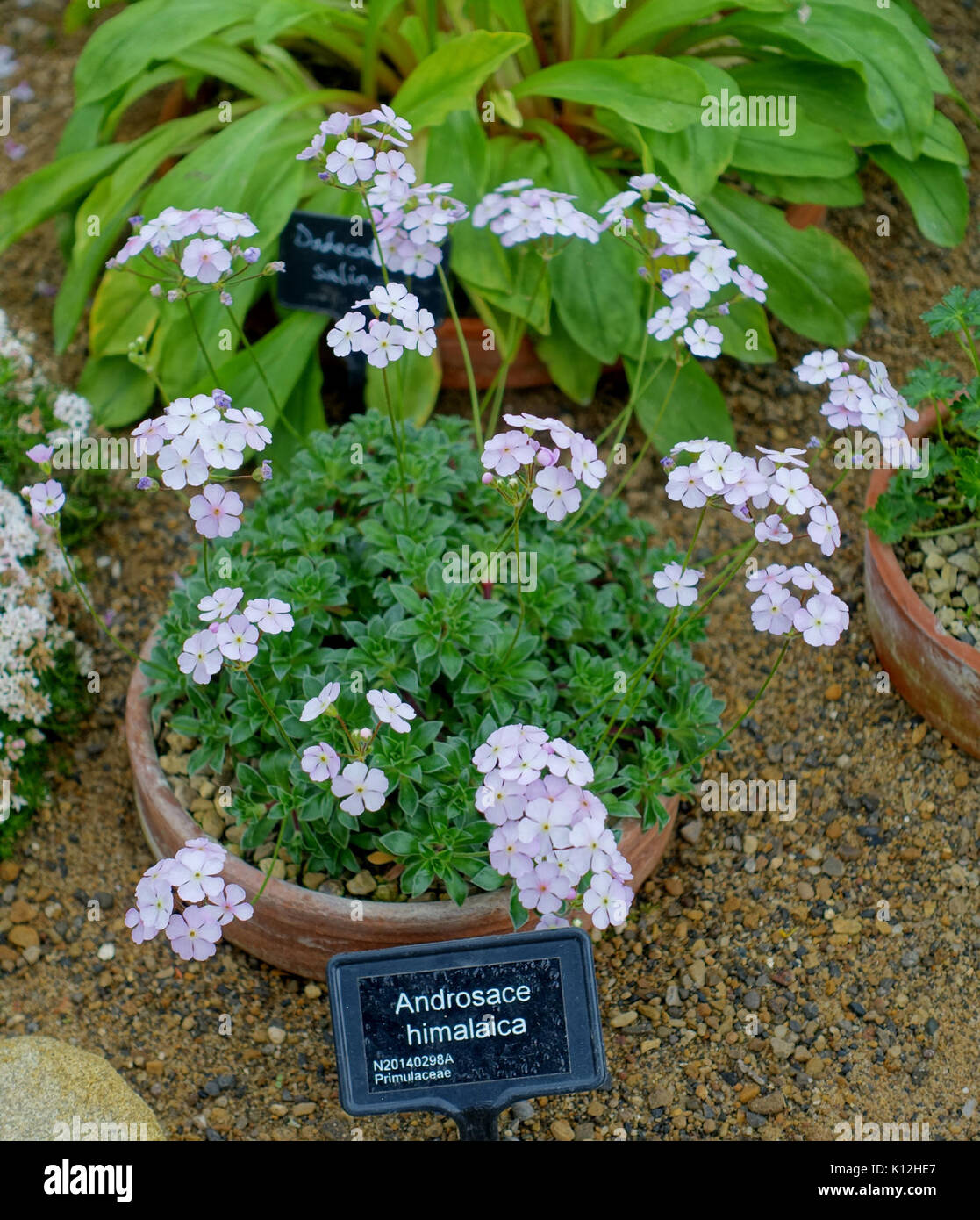 Androsace tibetica (Androsace himalaica) RHS Garden Harlow Carr North ...