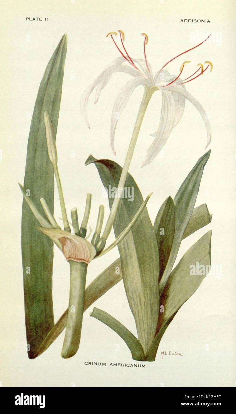 Addisonia (PLATE 011) (8574243197 Stock Photo - Alamy