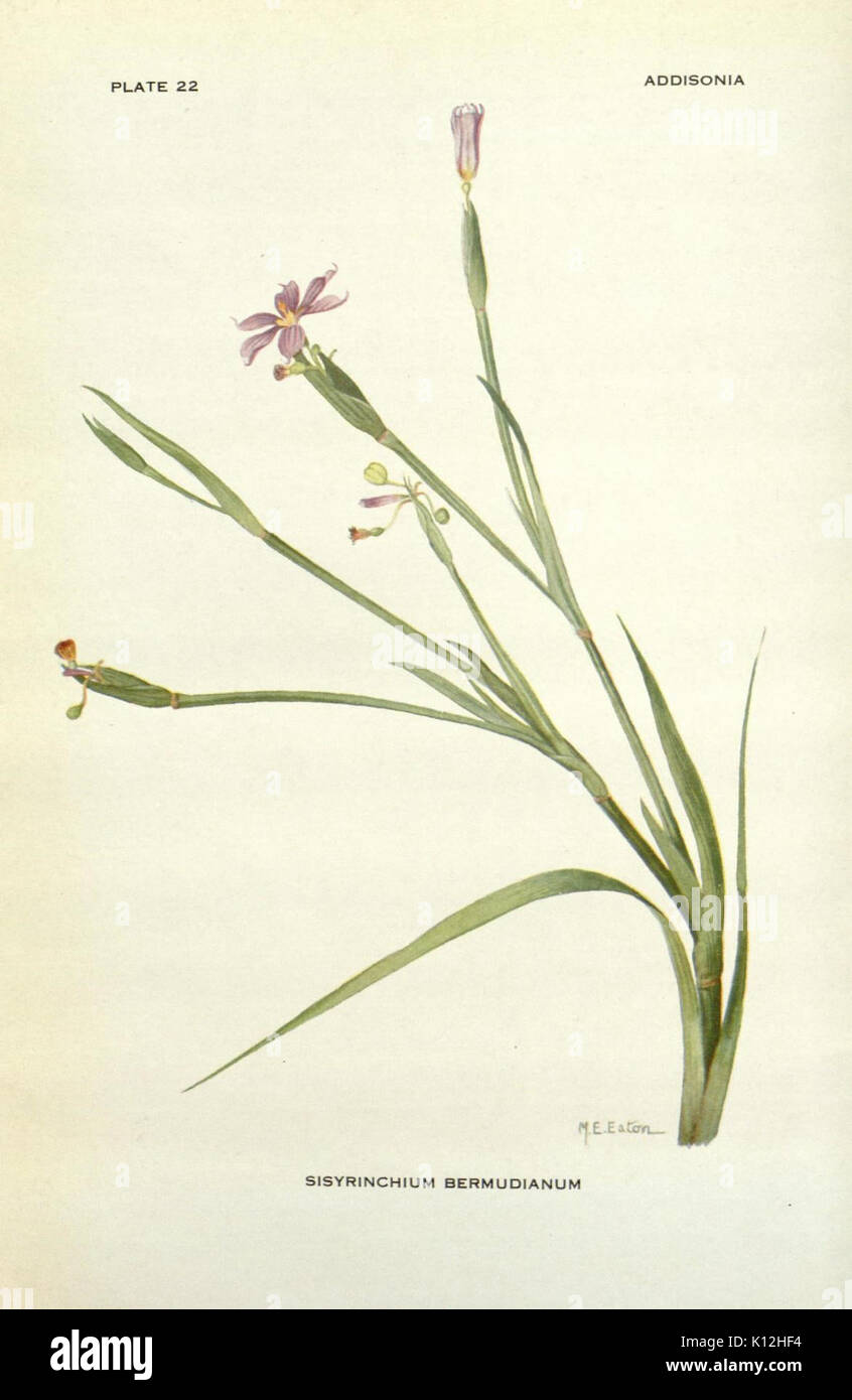 Addisonia (PLATE 022) (8574251117 Stock Photo - Alamy