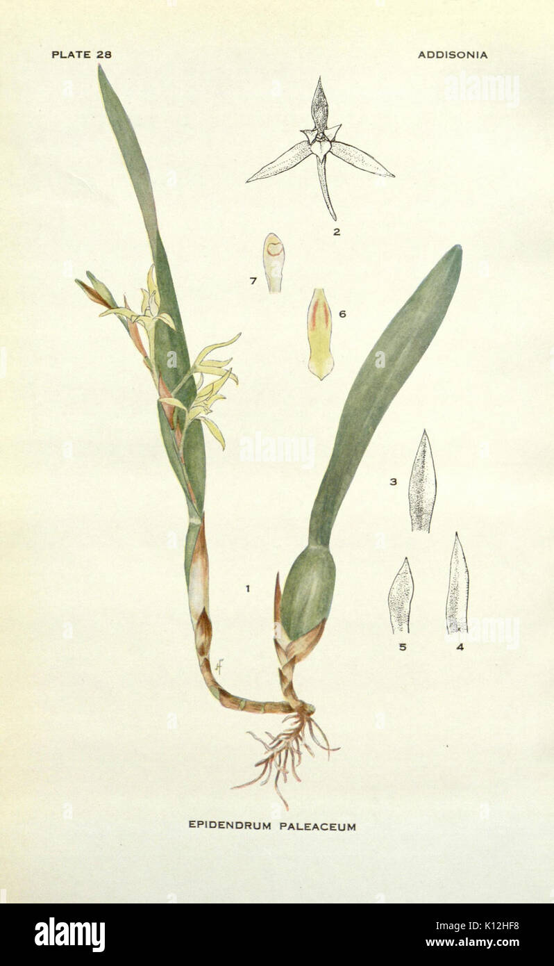 Addisonia (PLATE 028) (8575347774 Stock Photo - Alamy